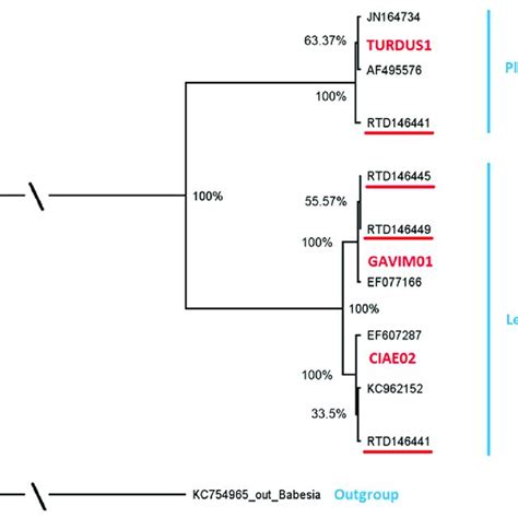 Molecular Phylogenetic Analysis By Maximum Likelihood Bayesian Download Scientific Diagram
