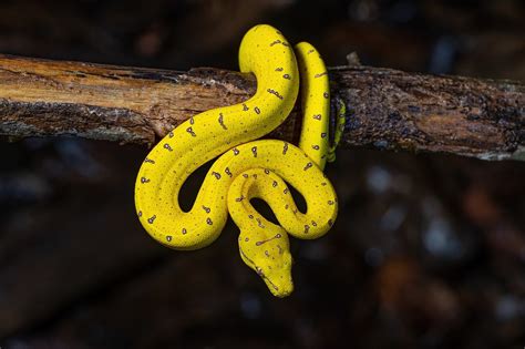 Green Tree Pythons Characteristics Behavior And Reproduction Sea