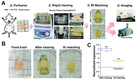 Mouse Brain Sample Clearing And Preparation Protocol A Experimental Download Scientific