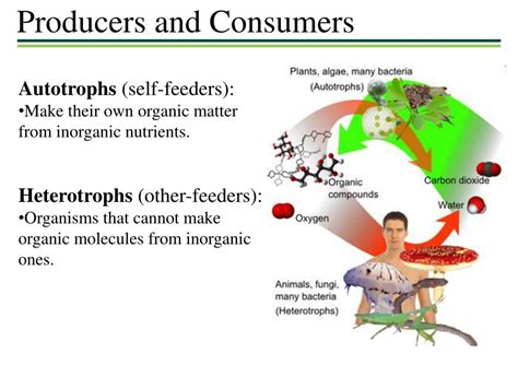 Ppt Producers And Consumers Powerpoint Presentation Free Download