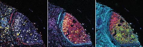 Visikol Launches Imaging Mass Cytometry Services Visikol