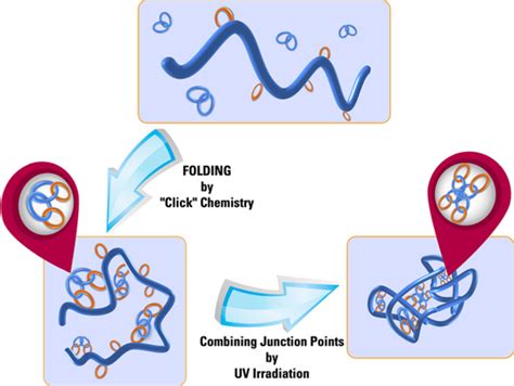 Single‐chain Polymer Nanoparticles Via Click Crosslinking And Effect Of Photoinduced Radical