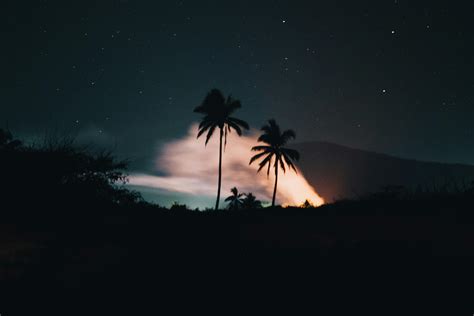검은색 경치 고요한 공허한 그림자 나무 달빛 대조 밤 밤하늘 별 별빛 별이 빛나는 하늘 분위기 수평선 신비로운 실루엣 야간 야경 야생