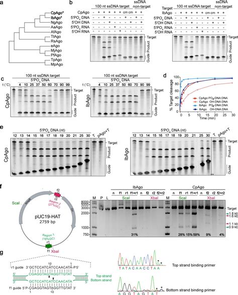 Argonaute Proteins From Human Gastrointestinal Bacteria Catalyze Dna Guided Cleavage Of Single