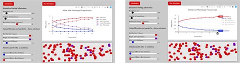 Population Genetics Simulation Explanation