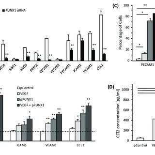 Correlation Between RUNX1 MRNA Expression And Histopathological