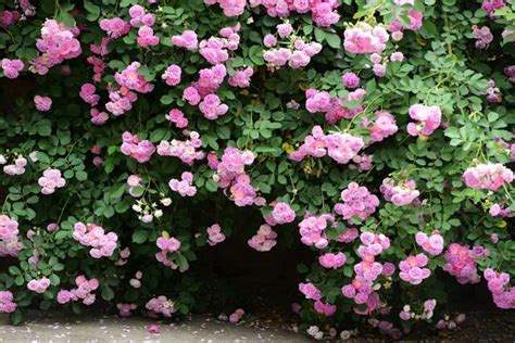 滿牆薔薇花尚待嫁閨中 每日頭條