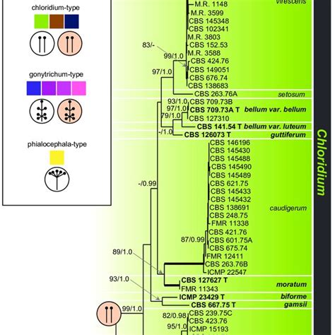 Maximum Likelihood Phylogenetic Tree Of The Genus Chloridium Based On Download Scientific