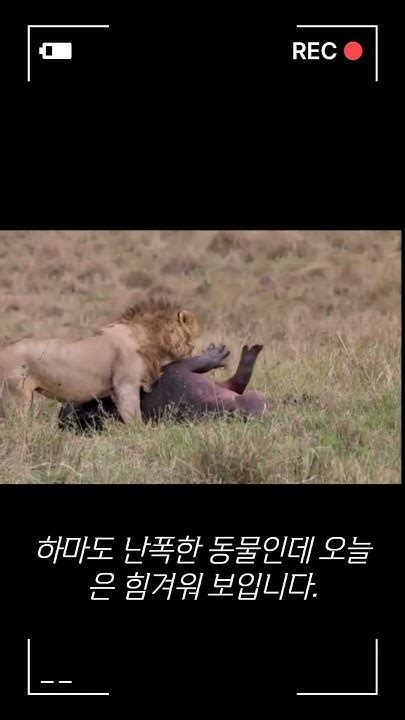 사자vs 하마 하마의 거대한 입 Youtube