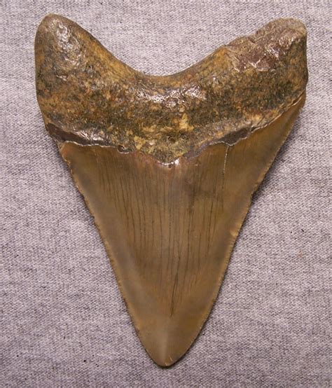 Megalodon Shark Tooth 3 78 Shark Teeth Extinct Jaw Fossil ~huge ~no