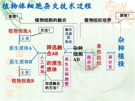 植物体细胞杂交技术过程 Word文档在线阅读与下载 无忧文档