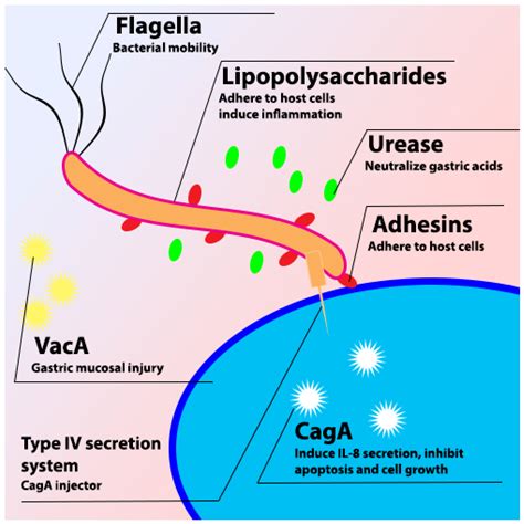 Helicobacter Pylori And Neurodegenerative Diseases Encyclopedia Mdpi
