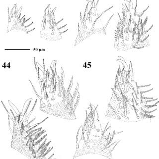 Figure S Log Density Versus Log Individual Energy Use For Humans Download Scientific Diagram