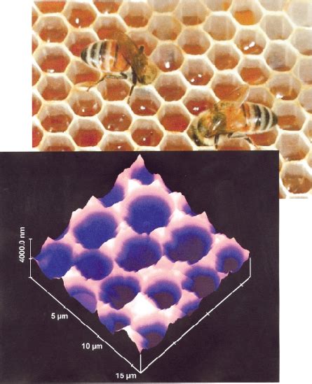 Contact Afm Picture Of A Surface Imprinted Polyurethane Showing Regular Download Scientific
