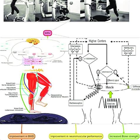 Role Of Whole Body Vibration Training In Improving Bone Health And Download Scientific Diagram