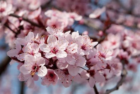 Lulet E Kumbullës Përdorimi Për Kolesterolin Imunitetin Dhe Tretjen