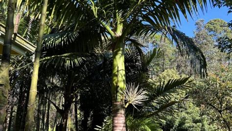 Neoveitchia Brunnea Devil Palm