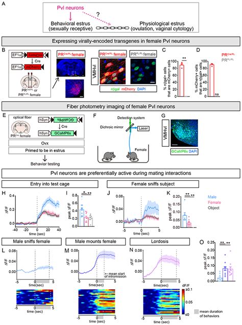Periodic Remodeling In A Neural Circuit Governs Timing Of Female Sexual Behavior Abstract