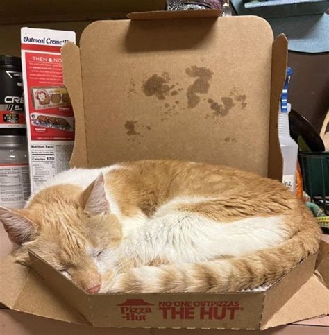 Cat Saturday Brings Pawsitive Vibes