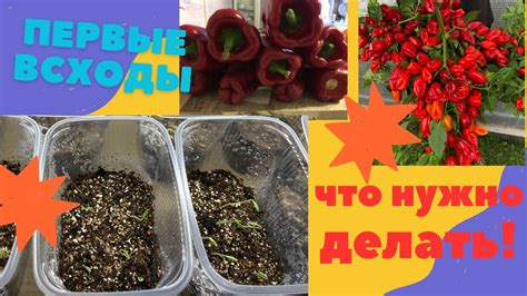Появились ПЕРВЫЕ ВСХОДЫ ПЕРЦЕВ Что нужно сразу СДЕЛАТЬ чтобы не ЗАГУБИТЬ рассаду Youtube