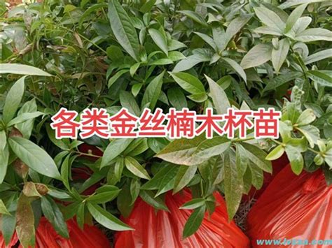 金丝楠木树苗适合家里大花盆种植吗 鑫军苗木网
