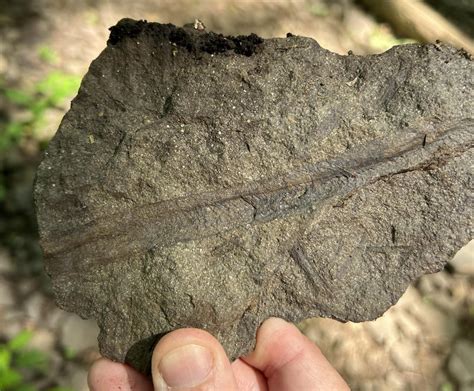 A Fossil Or Subconscious Bias R Fossils