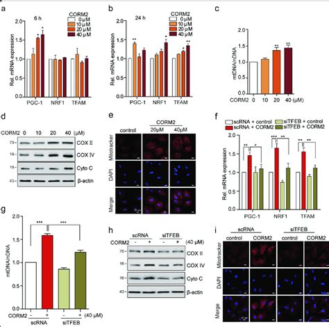 Co Induces Mitochondrial Biogenesis Through Tfeb Pgc1α Pathway A E