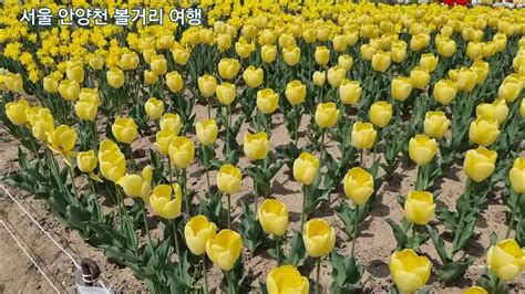 081번 서울 안양천 자전거 운동 Youtube