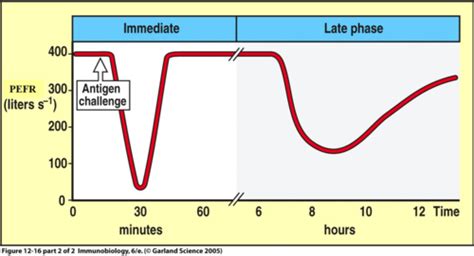 Hypersensitivity Flashcards Quizlet