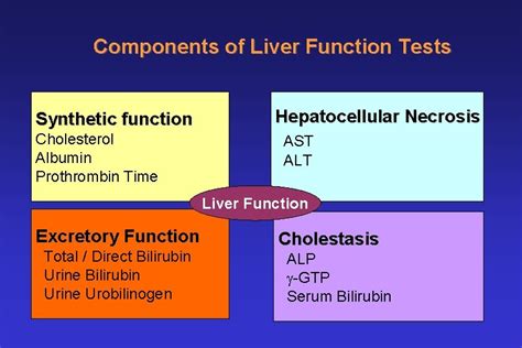 Liver Function Tests Synthetic Function Excretory Function Hepatocellular