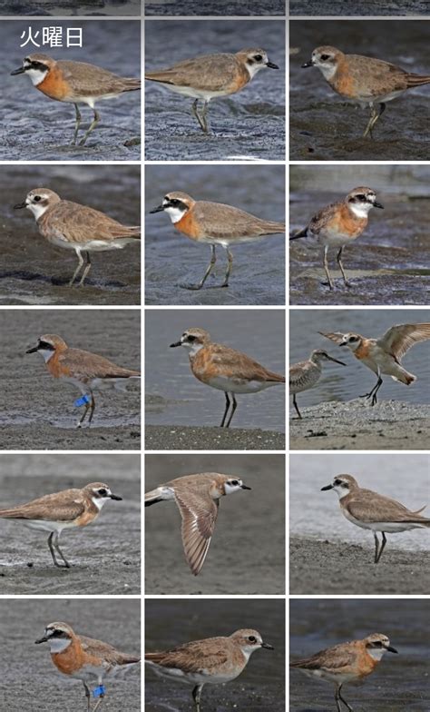 TGC ならぬ CSC 日本の野鳥識別図鑑
