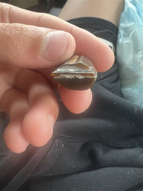 Fossilized Tooth Fossil Id The Fossil Forum