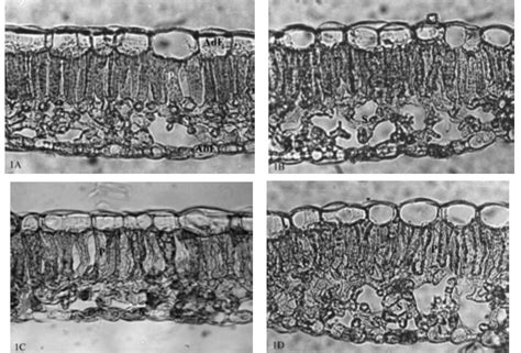 Anatomical Structure Of Mature And Expanding Leaves In