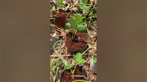 딸기모종 무한대로 만드는 방법 런너 줄기번식 아주 쉬워요 ~~ Youtube