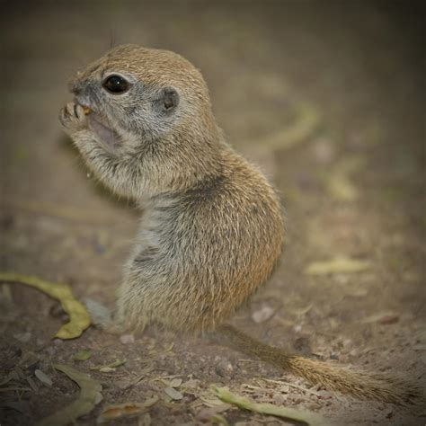 Cute Prairie Dog Photograph By Melanie Viola Pixels