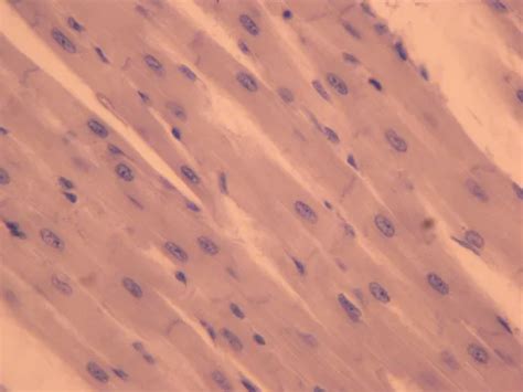 Parasite Microscope Slides Developing Membrane Bone Mammal Histology Slides Lab Microscope Glass