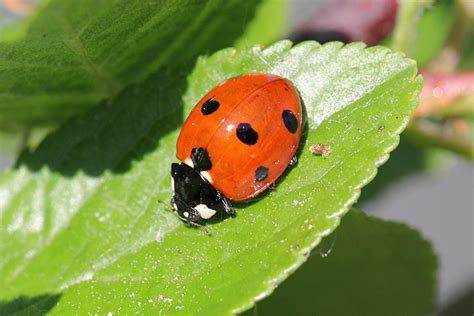 Как выглядит божья коровка вблизи фото