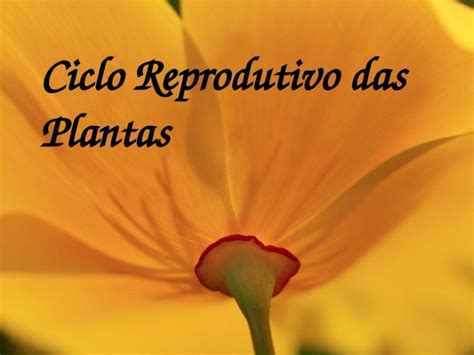 Ppt Ciclo Plantas Dokumentips