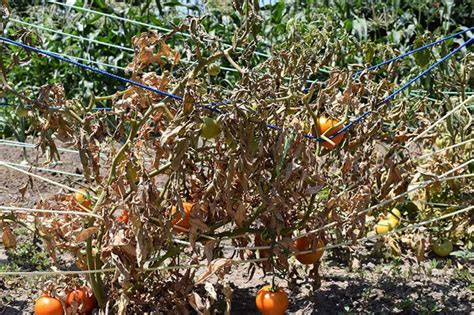 Verticillium Wilt Usu