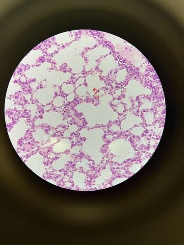 Tissue Types Flashcards Quizlet