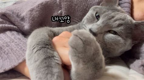 길에서 구조해준 집사를 엄마로 생각하는 개냥이 Youtube