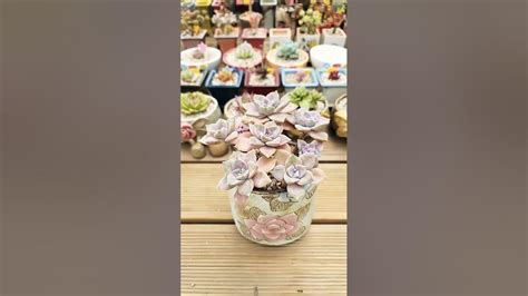비오는 날 키핑장에서 퍼플딜라이트 다육이 재분갈이 해봤어요 다육이합식 다육이키핑장 多肉植物 향이다육 Youtube