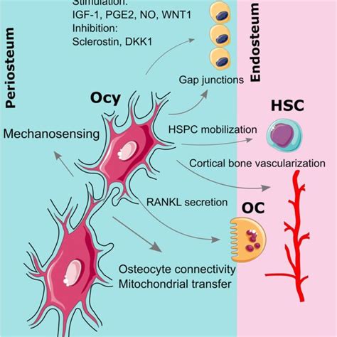Schematic Of Osteocyte Dendrite Function Osteocytes Are The Major Cell Download Scientific