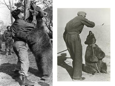 Wojtek The Bear That Drank Beer And Went To War Amusing Planet