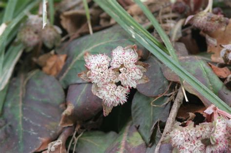 Chrysosplenium Macrophyllum · Inaturalist