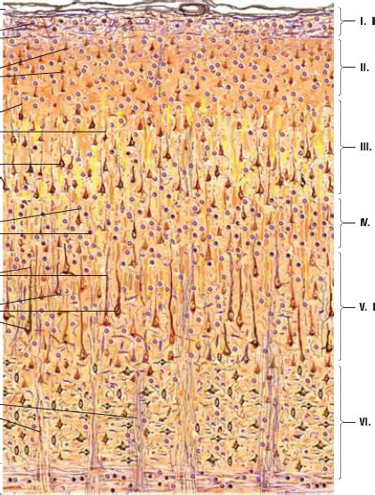 Histology Cerebral Cortex Diagram Quizlet
