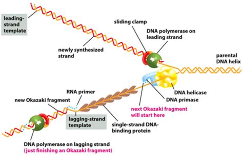 Chapter DNA Replication Flashcards Quizlet