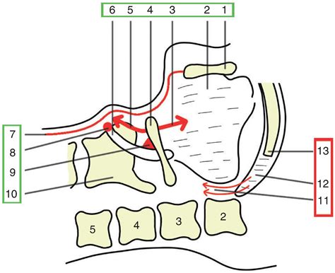 Noninvasive Management Of The Airway Clinical Tree