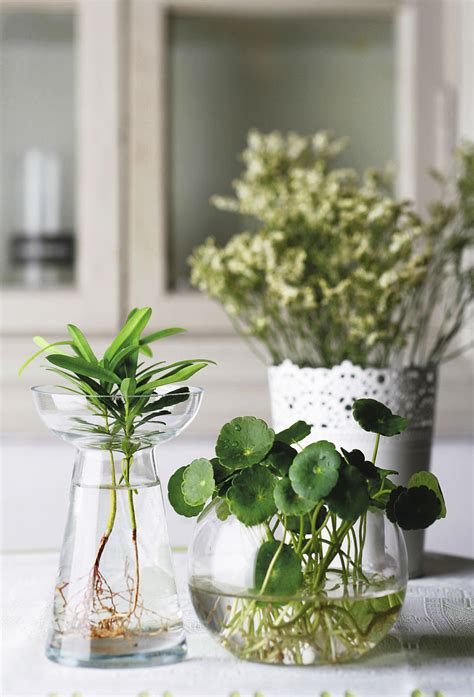水培植物图册360百科