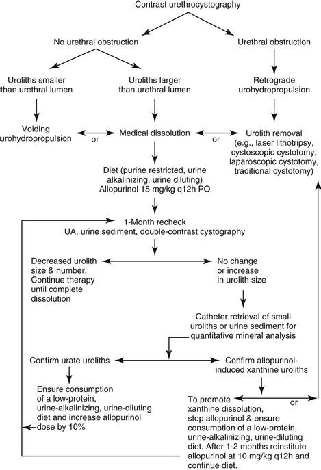 Feline Cholangitis Veterian Key